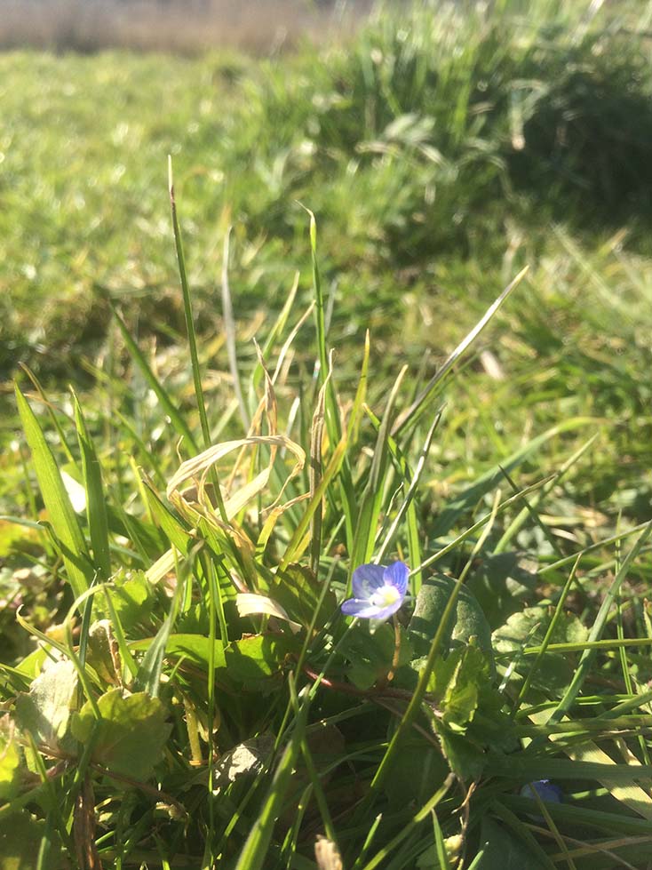 The wondrous world of wild plants - Saskia de Klerk